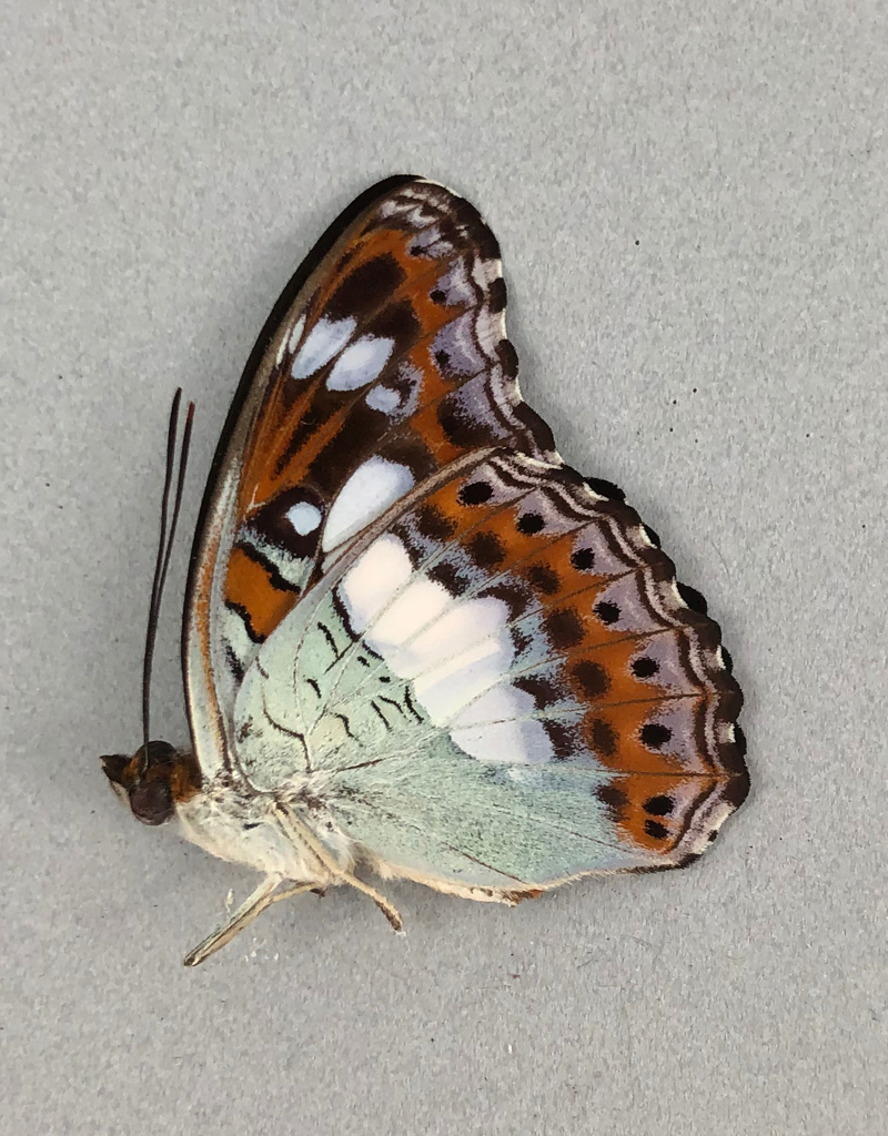 Moduza procris milonia M A1 Bohol Island, Philippines - Butterfly Art Inc.