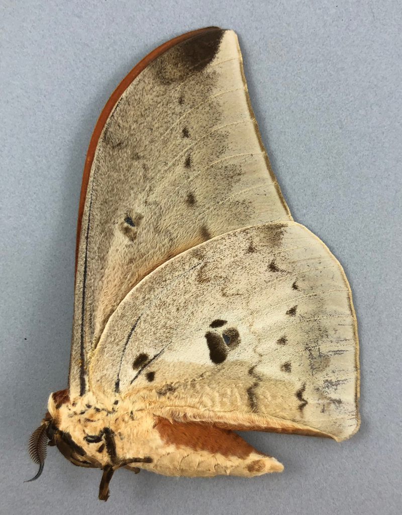 Pseudobunaea epithyrena M A1 Obout, Cameroon - Butterfly Art Inc.