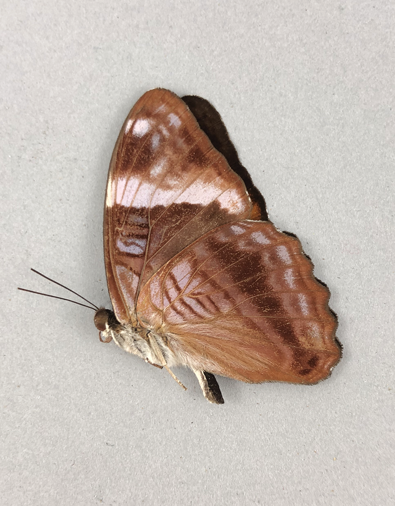 Adelpha boreas boreas M A1 Caranavi, Bolivia - Butterfly Art Inc.