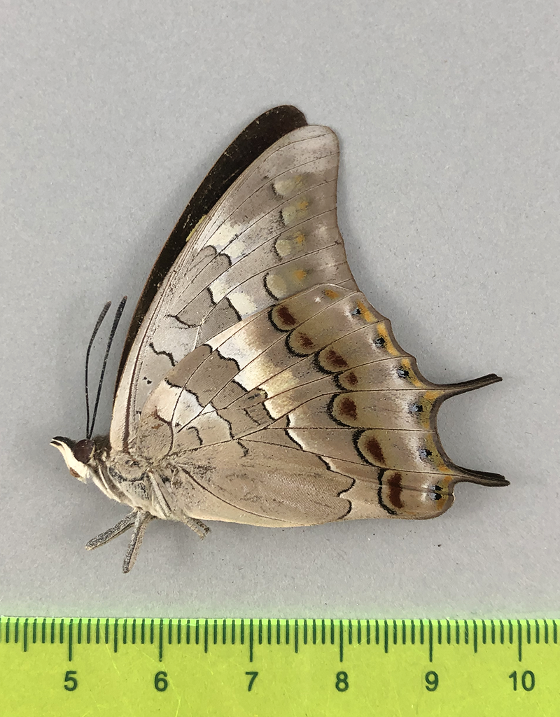 Charaxes solon ssp.? F A1- Mindanao, Philippines - Butterfly Art Inc.