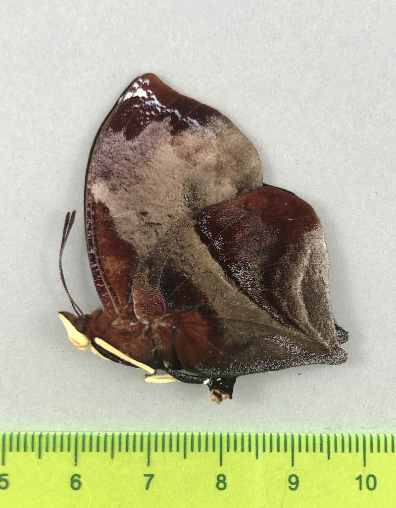 Siderone galanthis M A1 Satipo, Peru - Butterfly Art Inc.