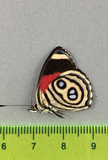 Callicore hystaspes f. hystaspes M A1 Peru - Butterfly Art Inc.