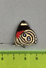 Callicore hystaspes f. hystaspes M A1 Peru - Butterfly Art Inc.