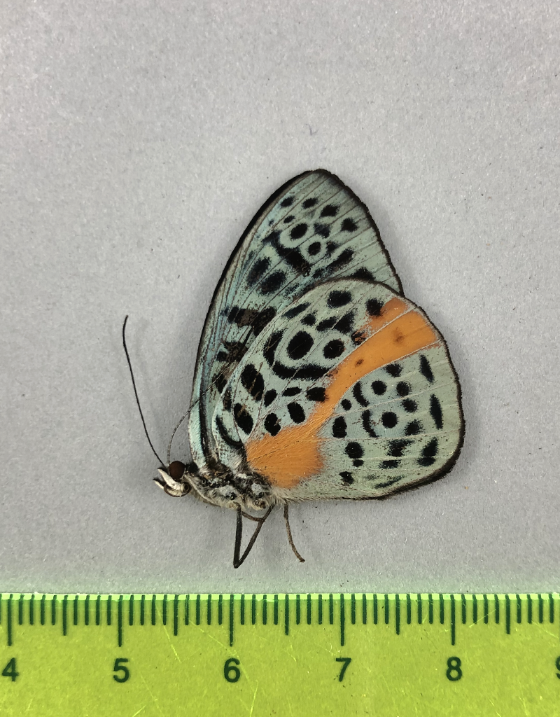 Eunica chlorochroa chlorochroa M A1 Peru - Butterfly Art Inc.