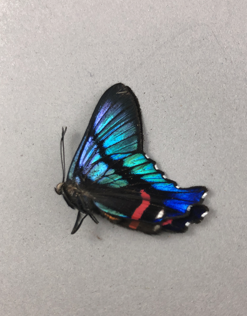 Ancyluris aulestes aulestes M A1 UHV, Peru - Butterfly Art Inc.