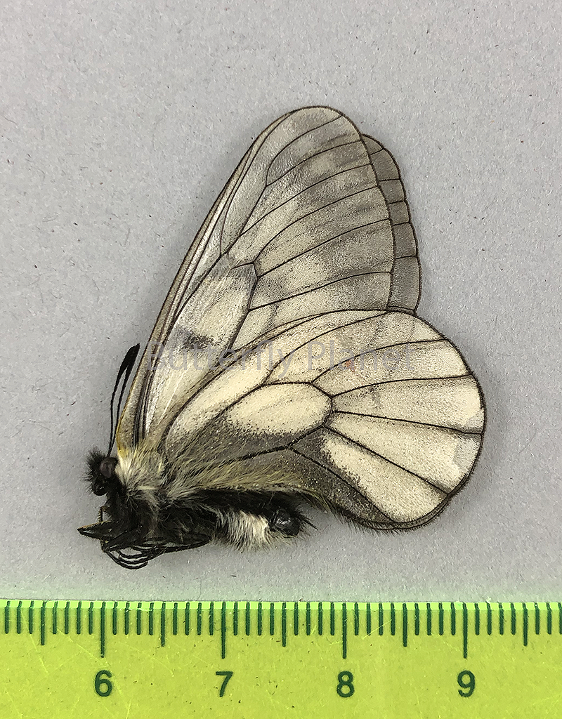 Parnassius stubbendorfii koreanus M A1/A1- South Korea - Butterfly Art Inc.