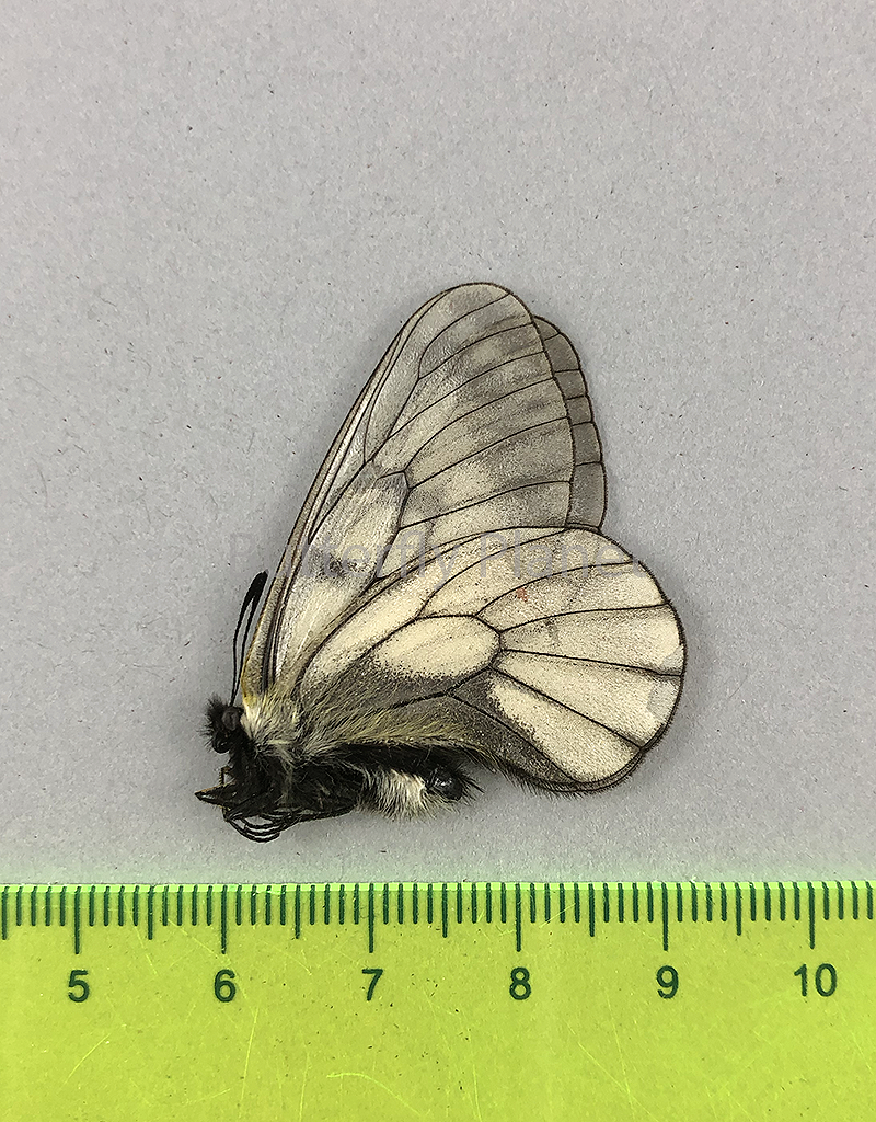 Parnassius stubbendorfii koreanus M A1/A1- South Korea - Butterfly Art Inc.