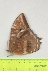 Morpho theseus juturna M A1 UHV, Peru - Butterfly Art Inc.