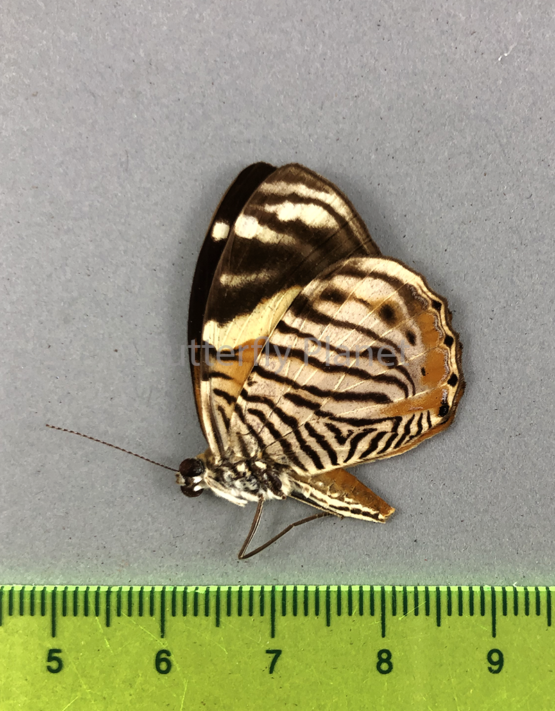 Tigridia acesta F A1- UHV, Peru - Butterfly Art Inc.