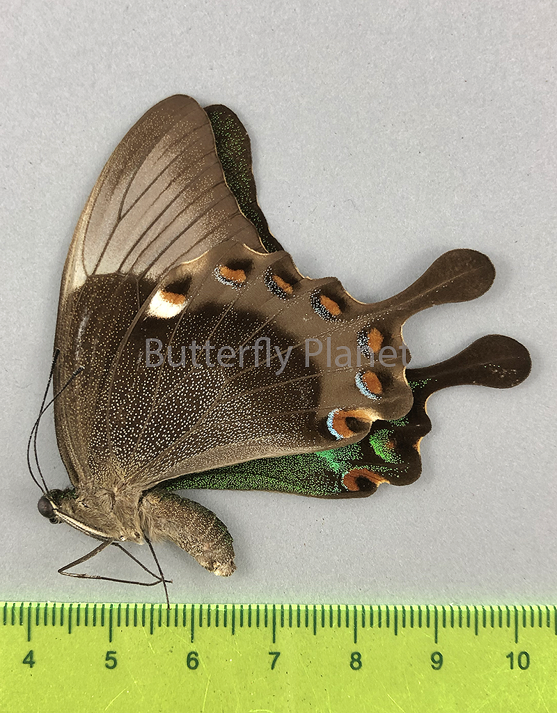 Papilio palinurus daedalus F A1 Marinduque, Phillipines - Butterfly Art ...