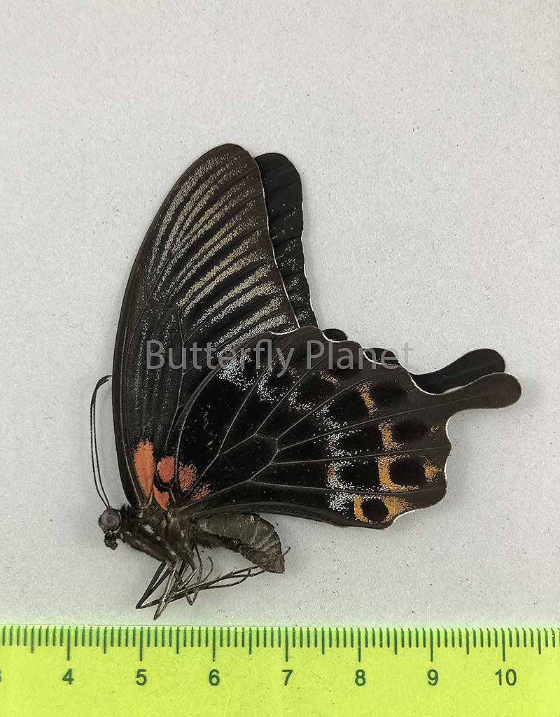 Papilio lowi suffusa M A1 Marinduque, Philippines - Butterfly Art Inc.