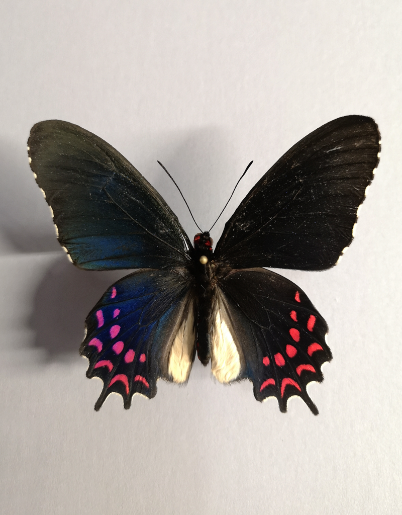 Parides photinus M A1/A1- Puebla State, Mexico - Butterfly Art Inc.