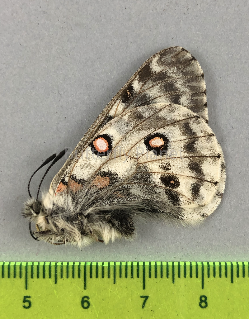 Parnassius actius ornatus M A1 Xingjiang, China - Butterfly Art Inc.