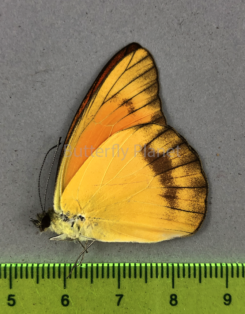 Appias nero M A1 Marinduque, Philippines - Butterfly Art Inc.