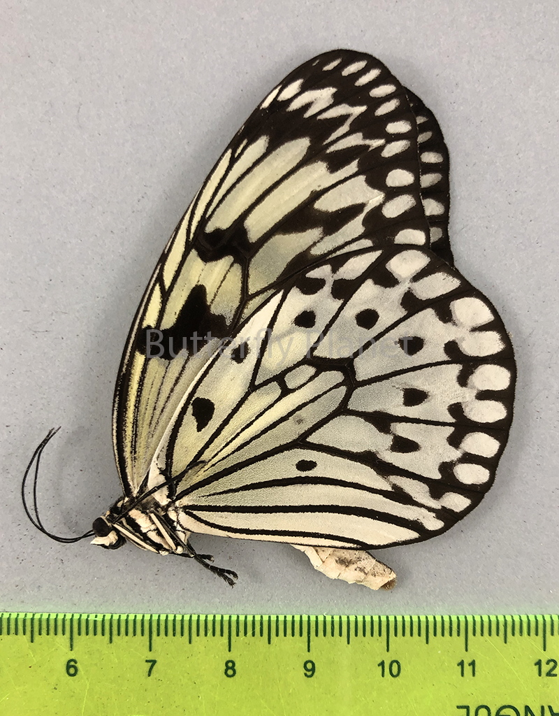 Idea leuconoe obscura M A1 Marinduque, Philippines - Butterfly Art Inc.