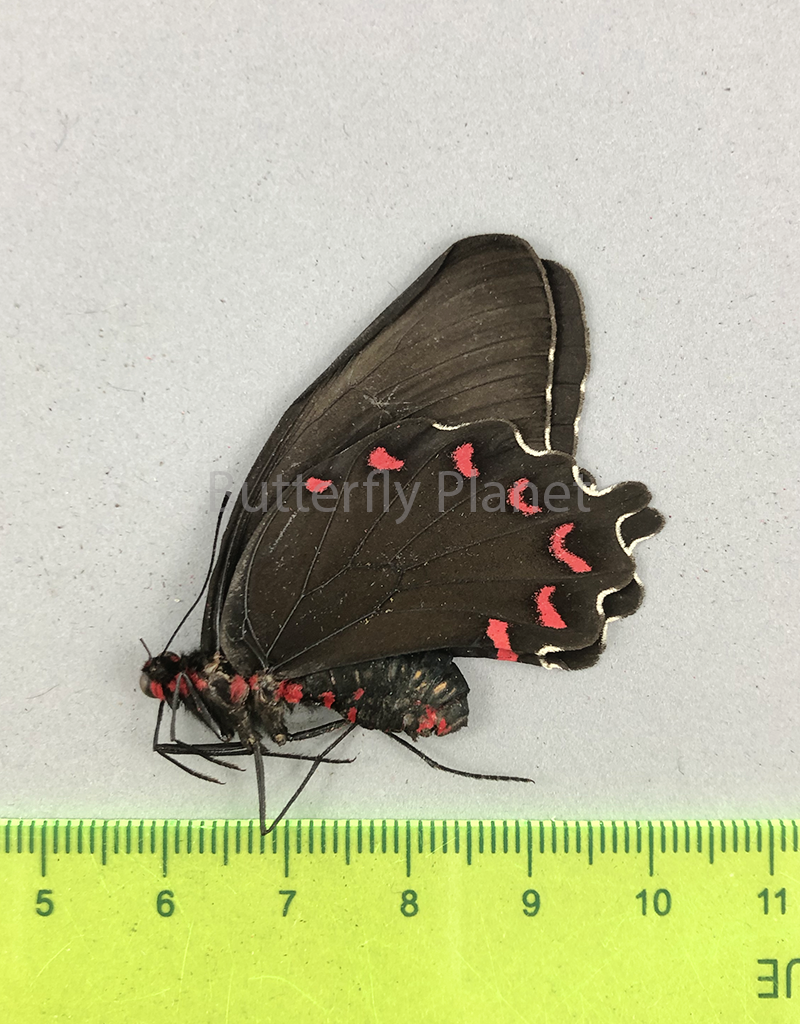 Parides photinus F A1 Puebla State, Mexico - Butterfly Art Inc.