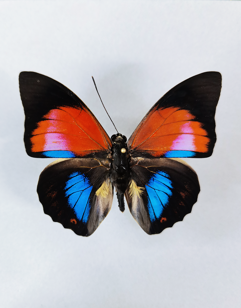 Hybrid - Prepona dexamenes dexamenes x Prepona claudia lugens #1 ...