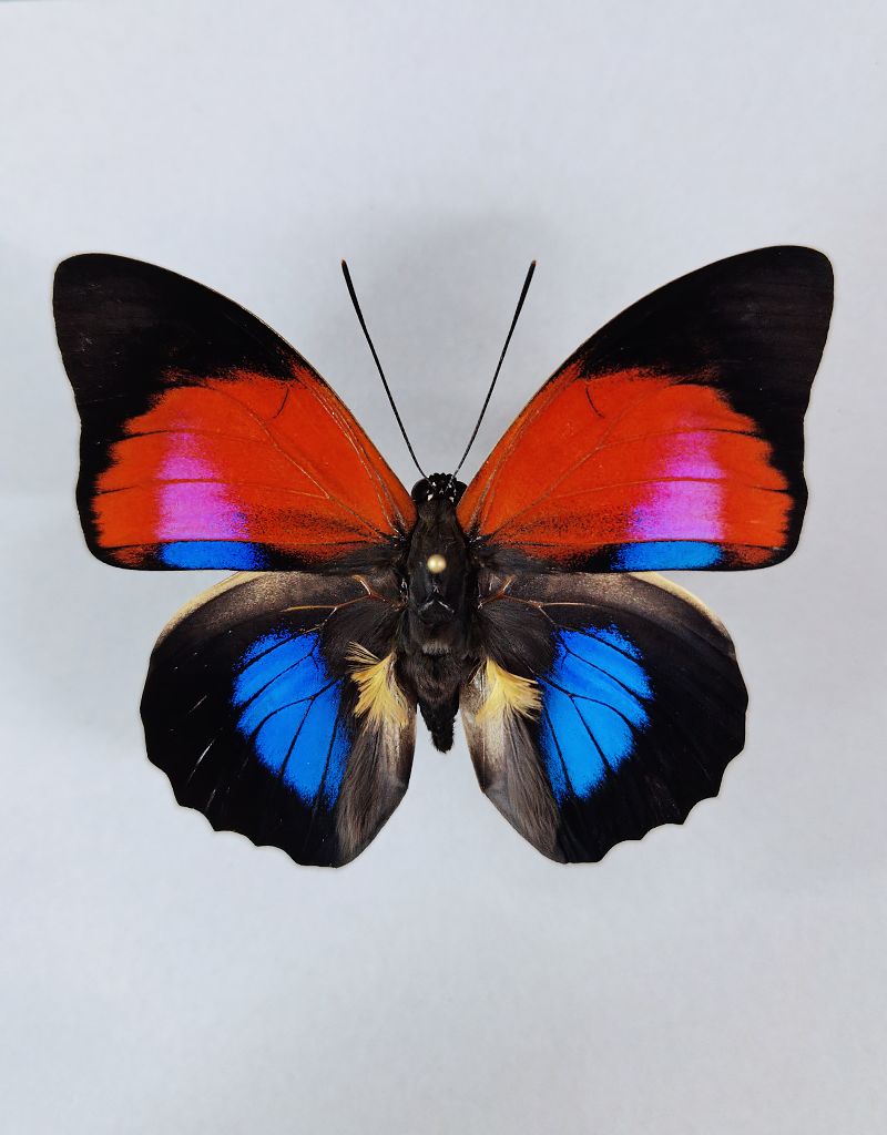 Hybrid - Prepona dexamenes dexamenes x Prepona claudia lugens #04 ...