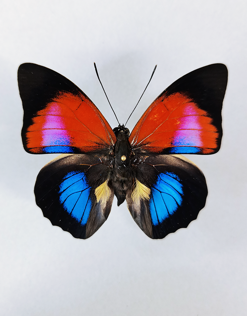 Hybrid - Prepona dexamenes dexamenes x Prepona claudia lugens #03 ...