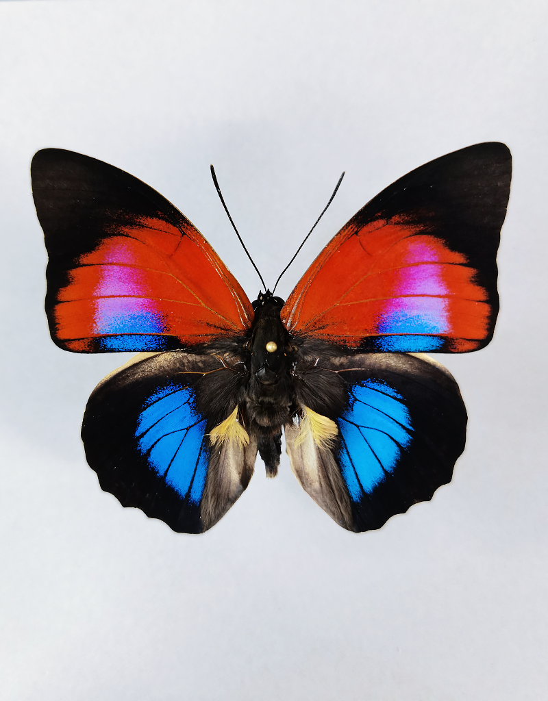 Hybrid - Prepona dexamenes dexamenes x Prepona claudia lugens #08 ...