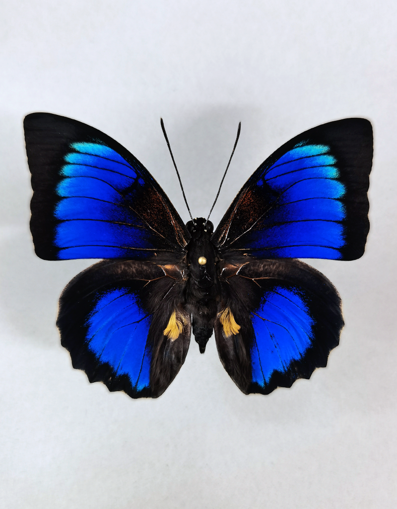 Hybrid - Prepona beatifica beata x Prepona dexamenes dexamenes #03 ...