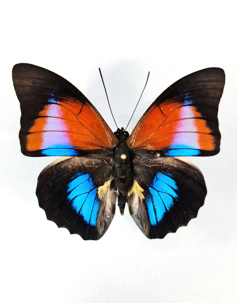 Hybrid - Prepona dexamenes dexamenes x Prepona claudia lugens #11 ...