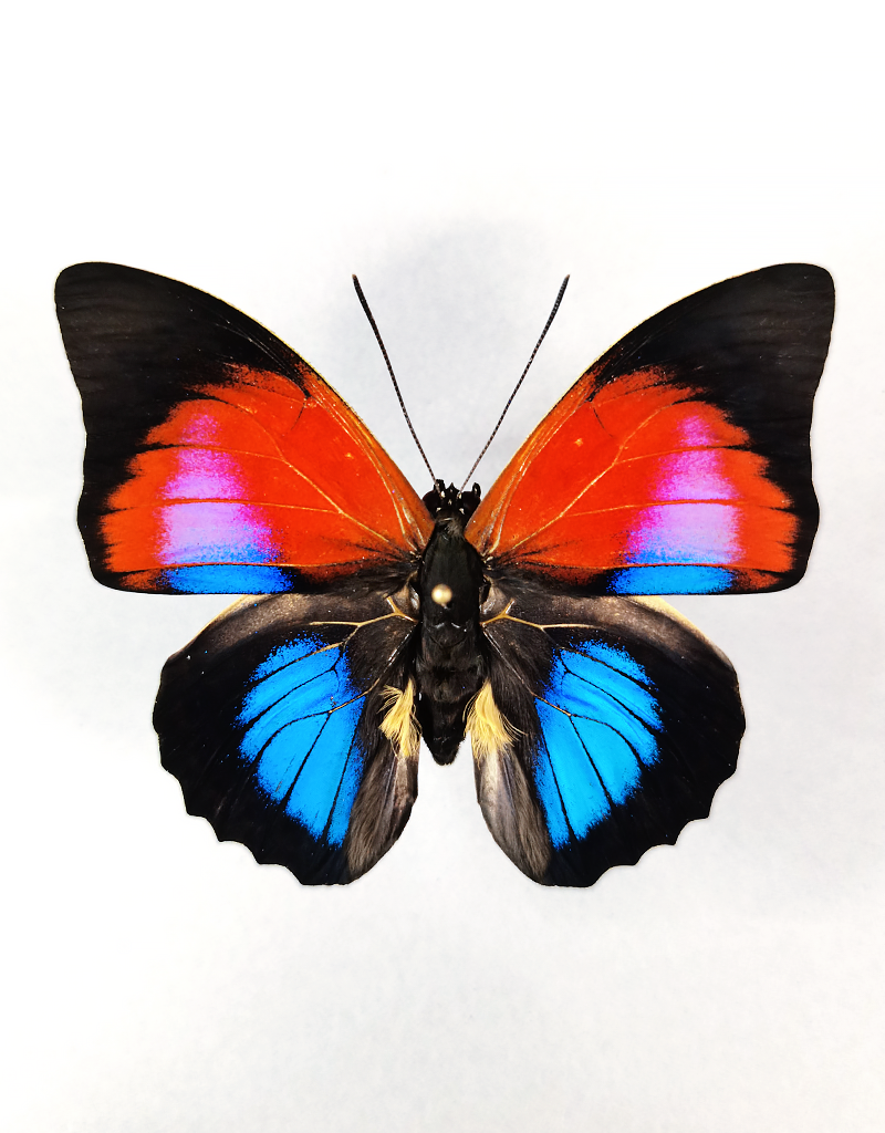 Hybrid - Prepona dexamenes dexamenes x Prepona claudia lugens #12 ...