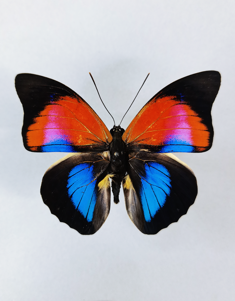 Hybrid - Prepona dexamenes dexamenes x Prepona claudia lugens #14 ...