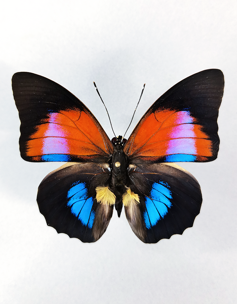 Hybrid - Prepona dexamenes dexamenes x Prepona claudia lugens #18 ...