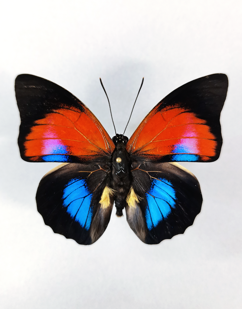 Hybrid - Prepona dexamenes dexamenes x Prepona claudia lugens #20 ...