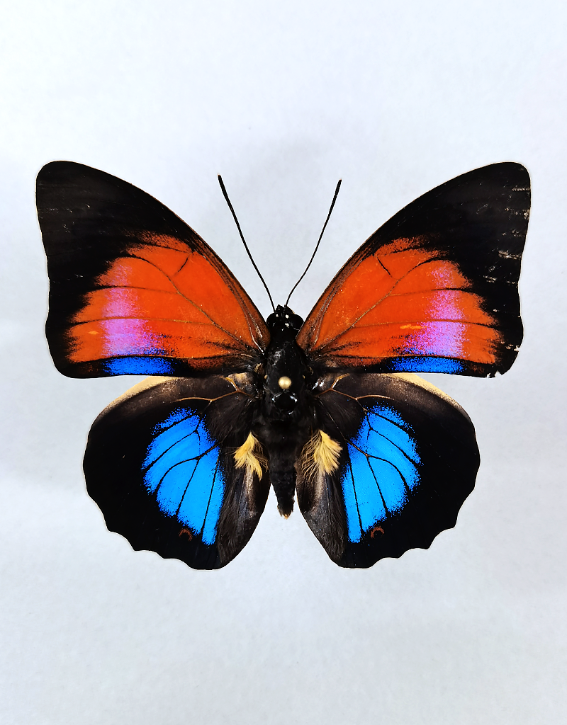 Hybrid - Prepona dexamenes dexamenes x Prepona claudia lugens #05 ...