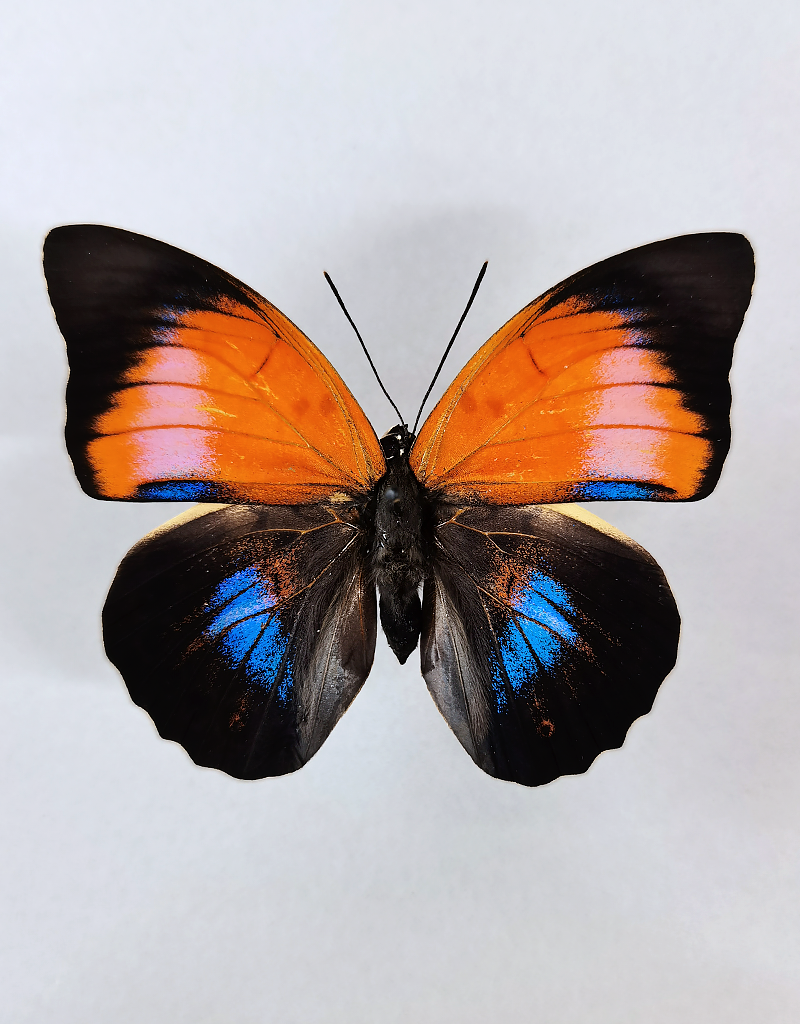 Hybrid - Prepona dexamenes dexamenes x Prepona claudia lugens FEMALE ...