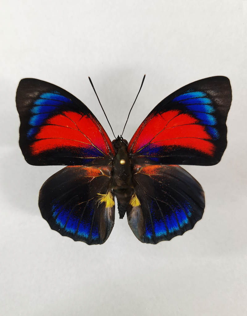 Hybrid - Prepona claudina lugens x Prepona beatifica beata #30 ...