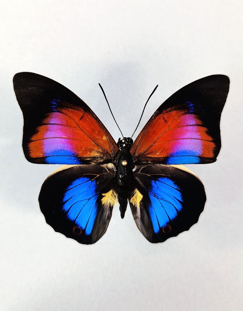 Hybrid - Prepona dexamenes dexamenes x Prepona claudia lugens #21 ...