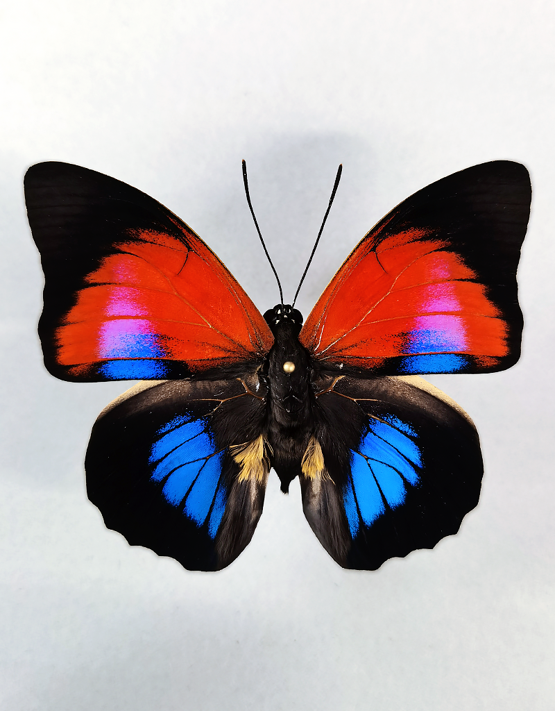 Hybrid - Prepona dexamenes dexamenes x Prepona claudia lugens #22 ...