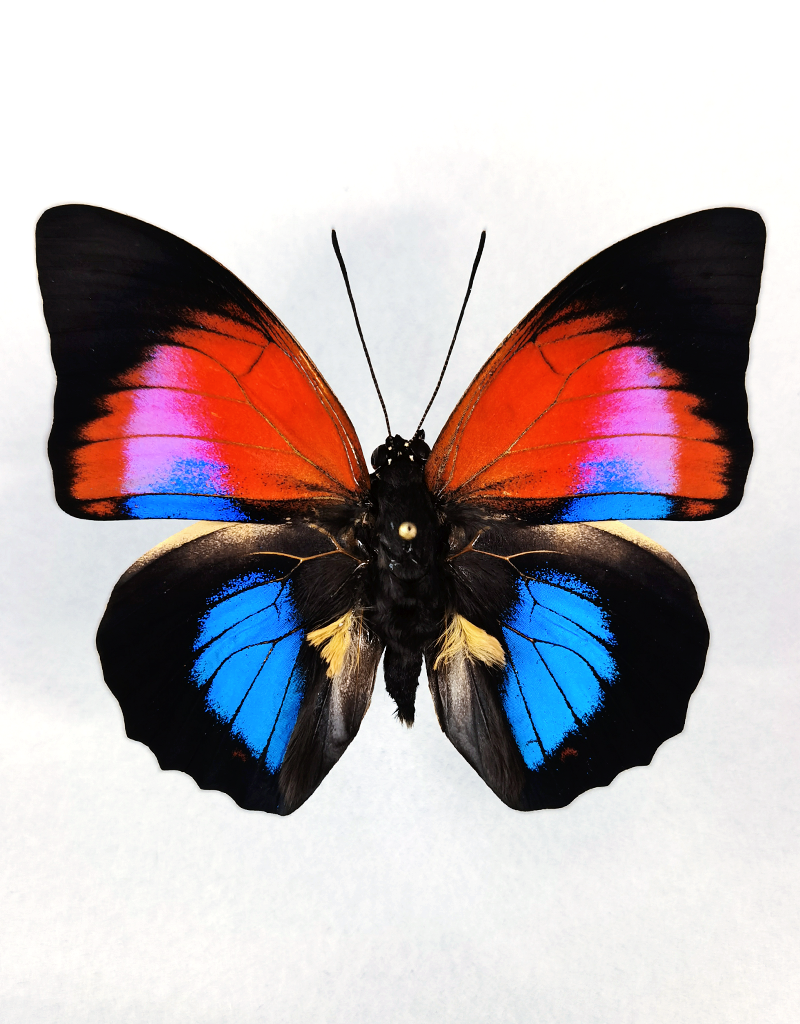 Hybrid - Prepona dexamenes dexamenes x Prepona claudia lugens #23 ...