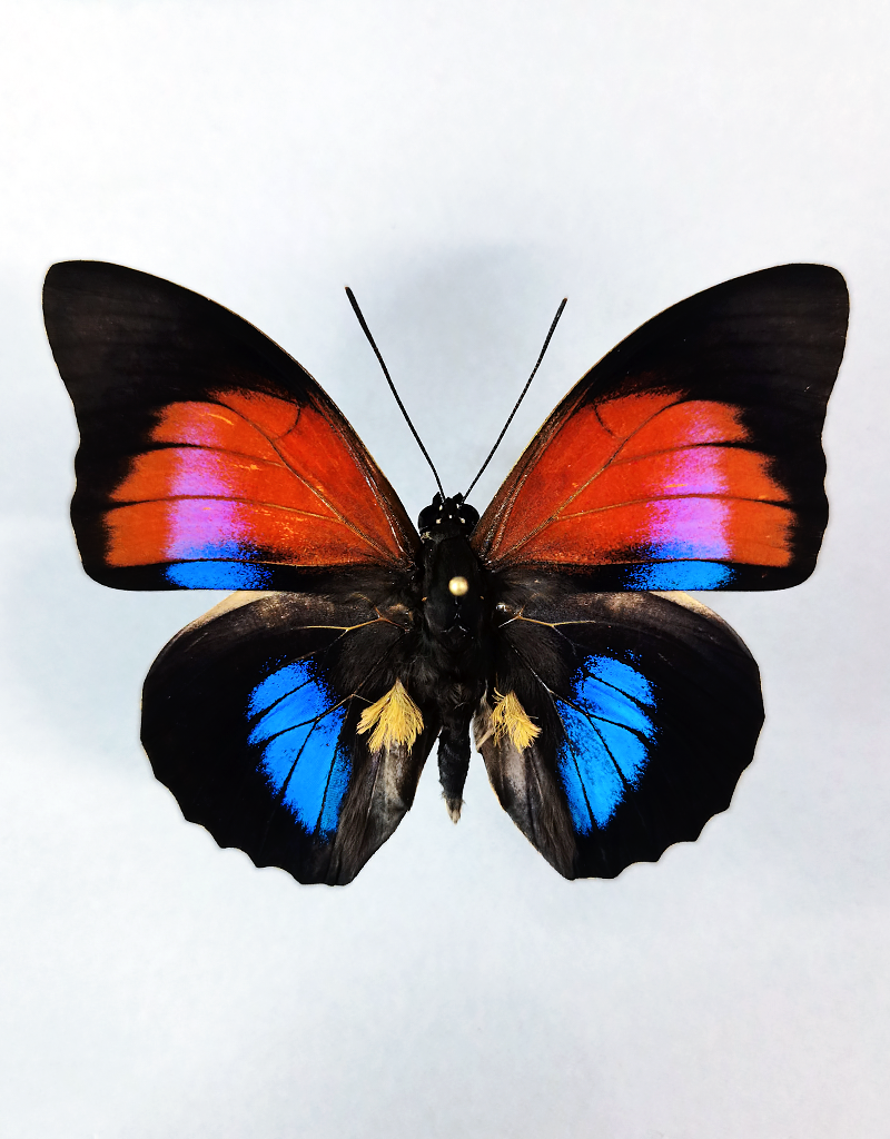 Hybrid - Prepona dexamenes dexamenes x Prepona claudia lugens #24 ...