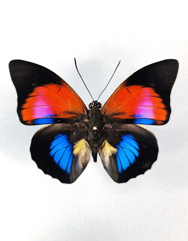 Hybrid - Prepona dexamenes dexamenes x Prepona claudia lugens #26 ...