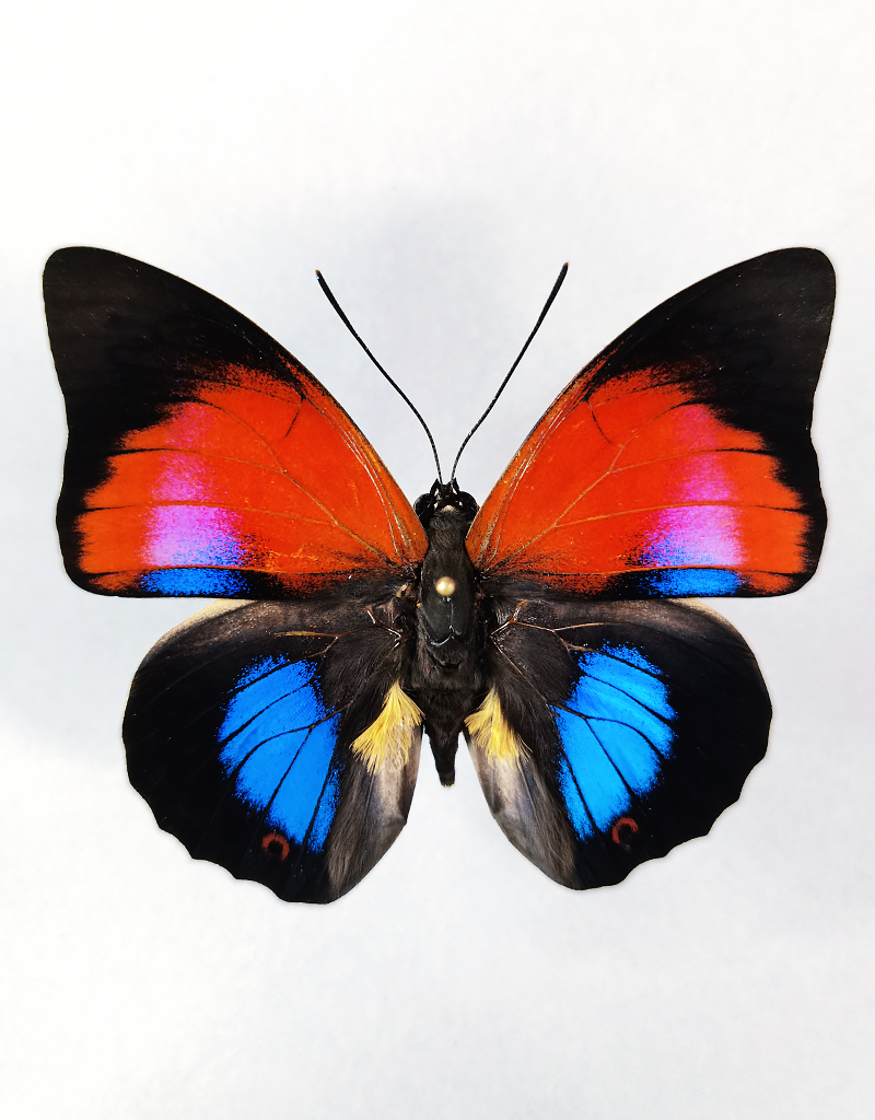 Hybrid - Prepona dexamenes dexamenes x Prepona claudia lugens #28 ...