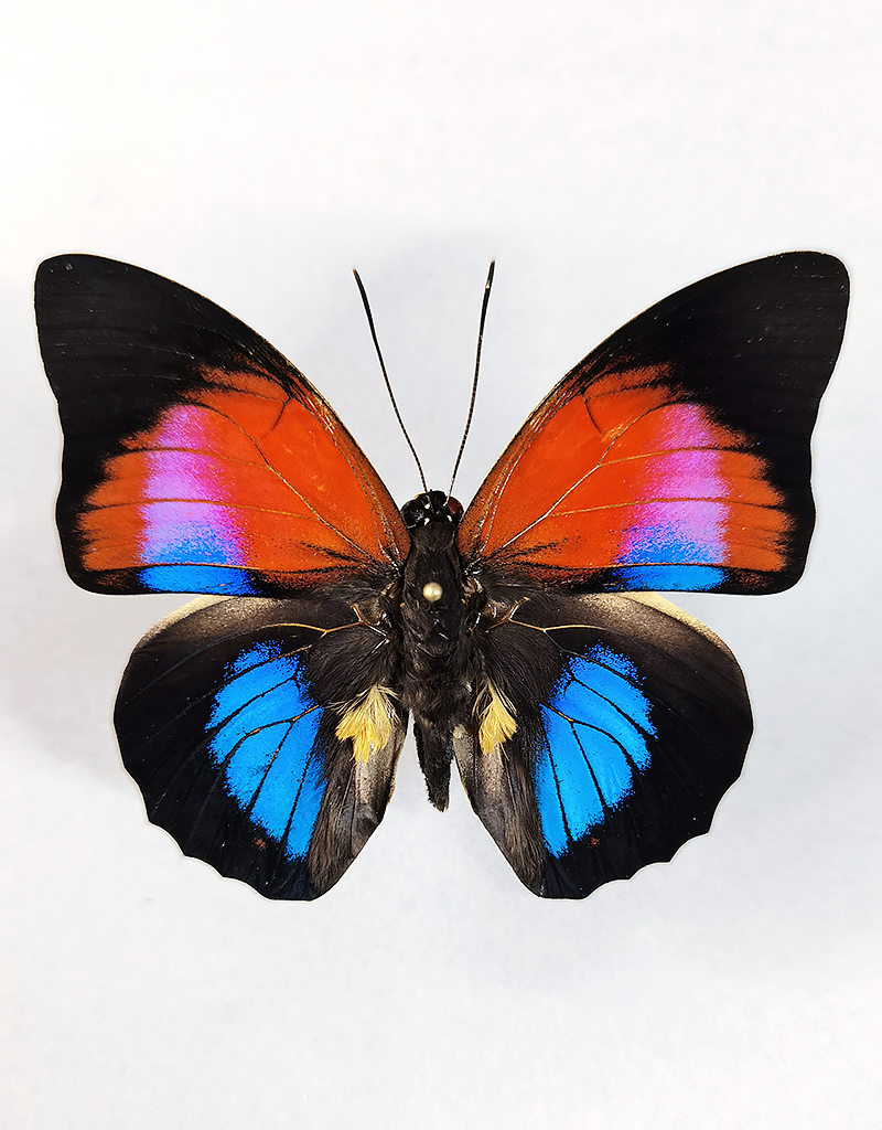 Hybrid - Prepona dexamenes dexamenes x Prepona claudia lugens #32 ...