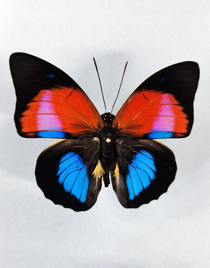 Hybrid - Prepona dexamenes dexamenes x Prepona claudia lugens #33 ...