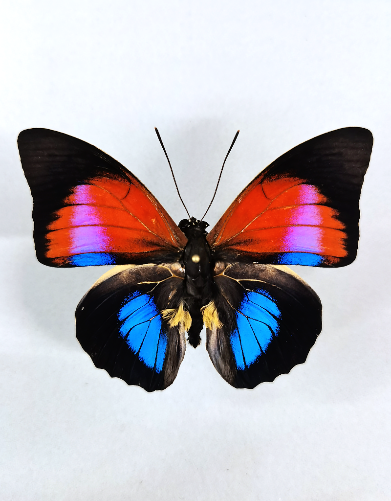 Hybrid - Prepona dexamenes dexamenes x Prepona claudia lugens #35 ...