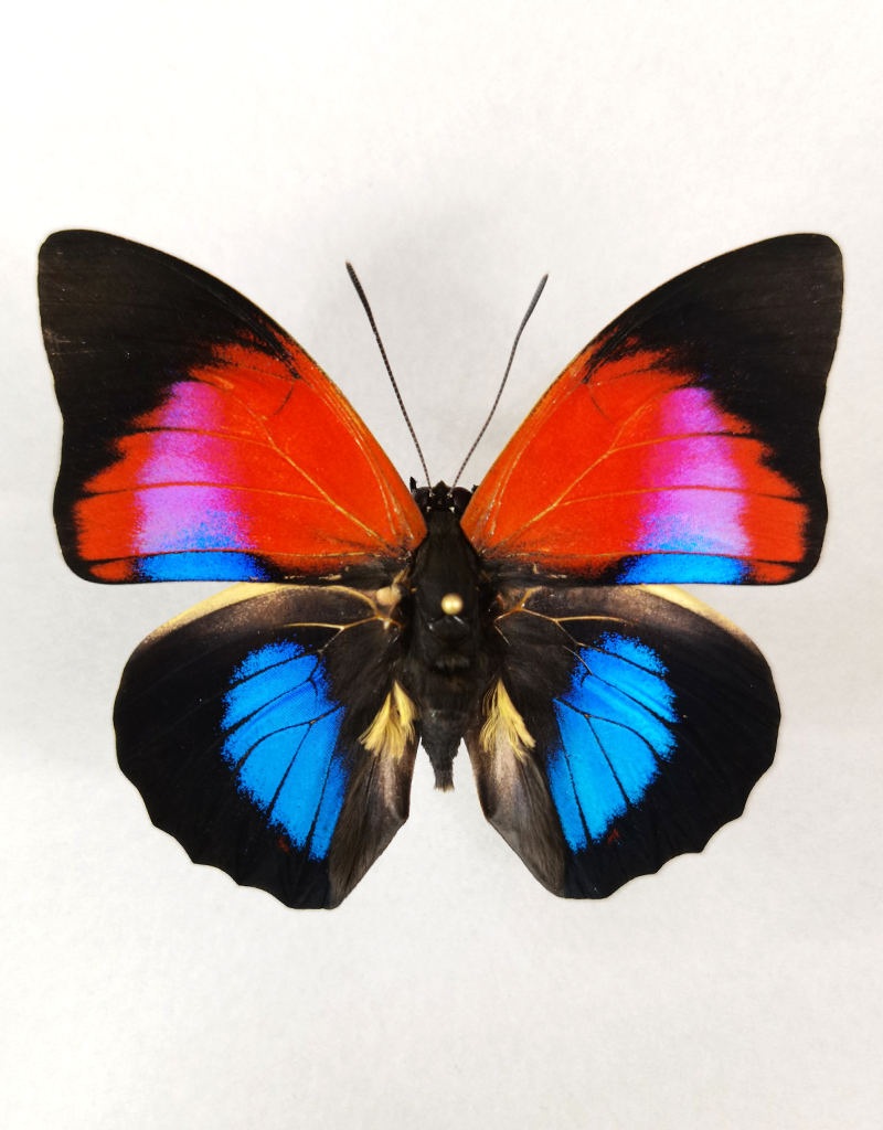 Hybrid - Prepona dexamenes dexamenes x Prepona claudia lugens #27 ...