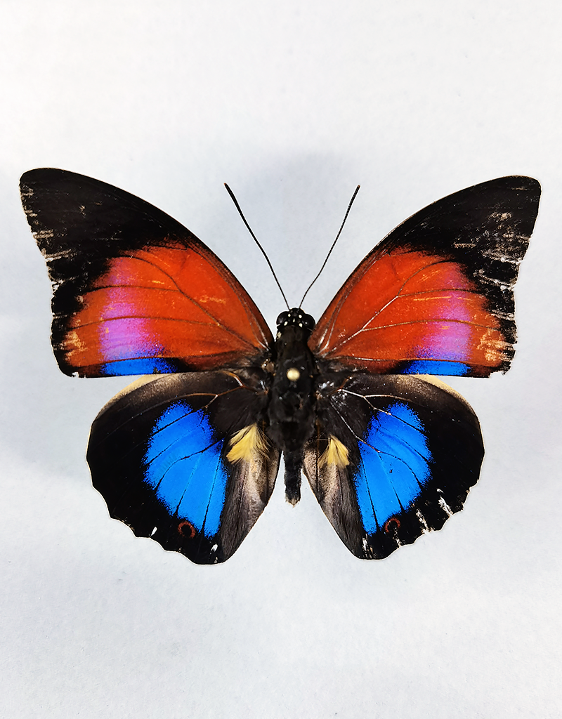 Hybrid - Prepona dexamenes dexamenes x Prepona claudina lugens #42 ...