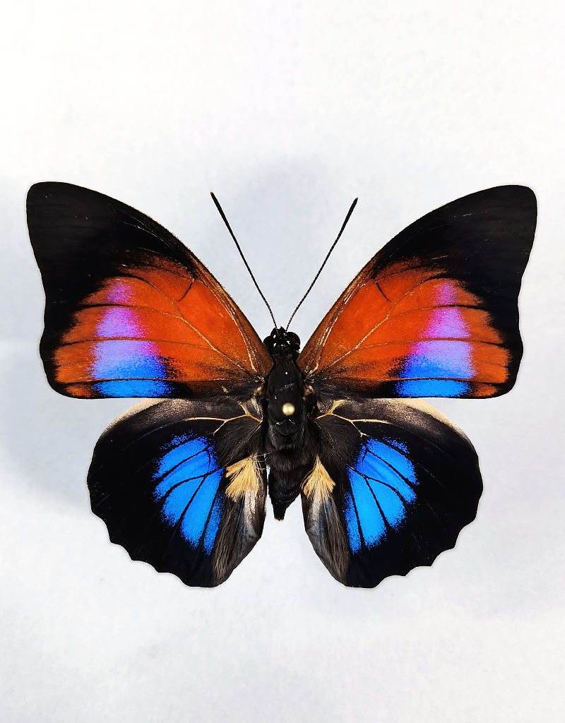 Hybrid - Prepona dexamenes dexamenes x Prepona claudina lugens #44 ...