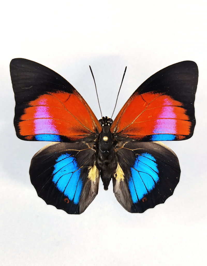 Hybrid - Prepona dexamenes dexamenes x Prepona claudina lugens #47 ...