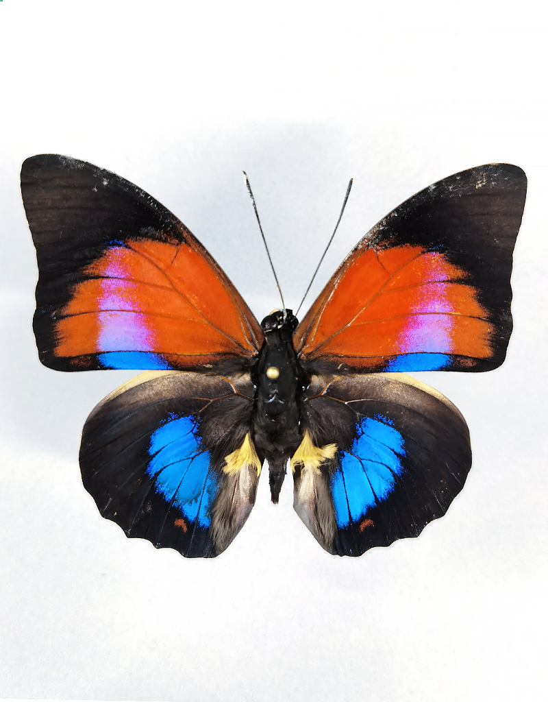 Hybrid - Prepona dexamenes dexamenes x Prepona claudina lugens #49 ...