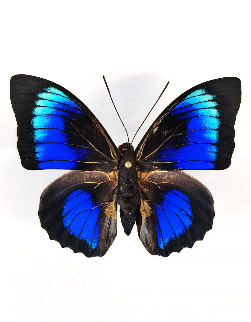 Hybrid - Prepona beatifica beata x Prepona dexamenes dexamenes #19 ...