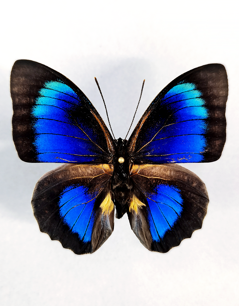 Hybrid - Prepona beatifica beata x Prepona dexamenes dexamenes #30 ...