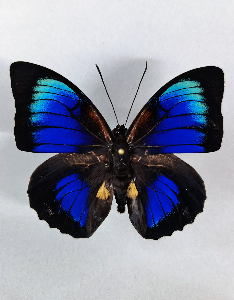 Hybrid - Prepona beatifica beata x Prepona dexamenes dexamenes #35 ...